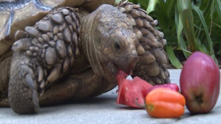 Therapy Tortoise Helps People Heal
