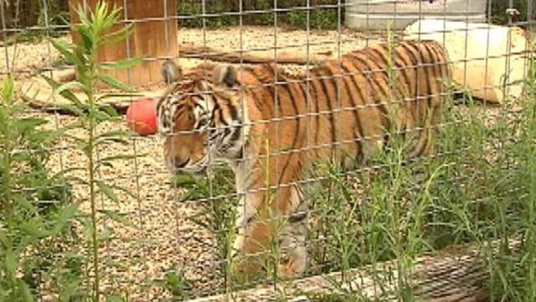 would a tiger attack a cat