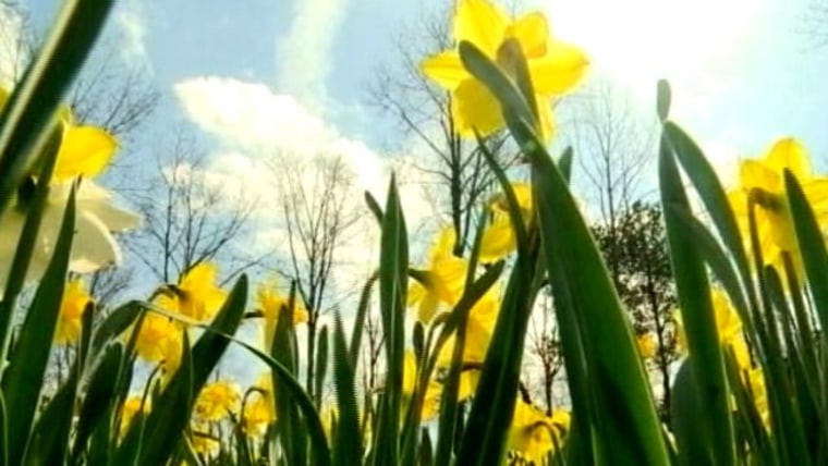 daffodil display