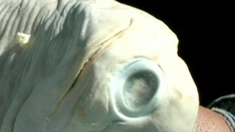 Albino 'cyclops' shark found by fisherman