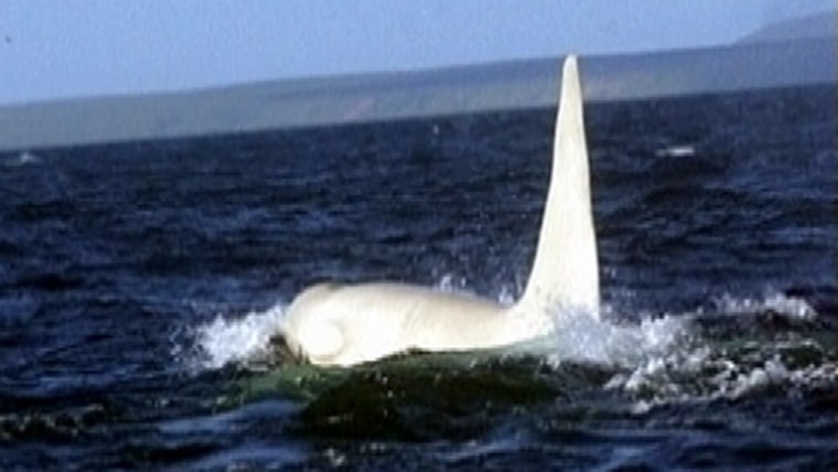 Rare white orca spotted in Russia's waters