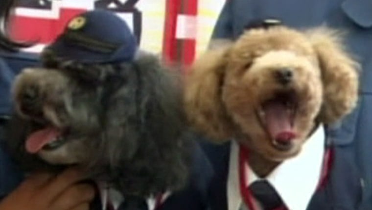 Museum swears in poodle security guards