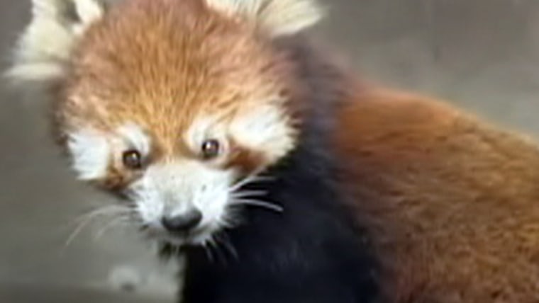 Red Panda surprises Chinese locals