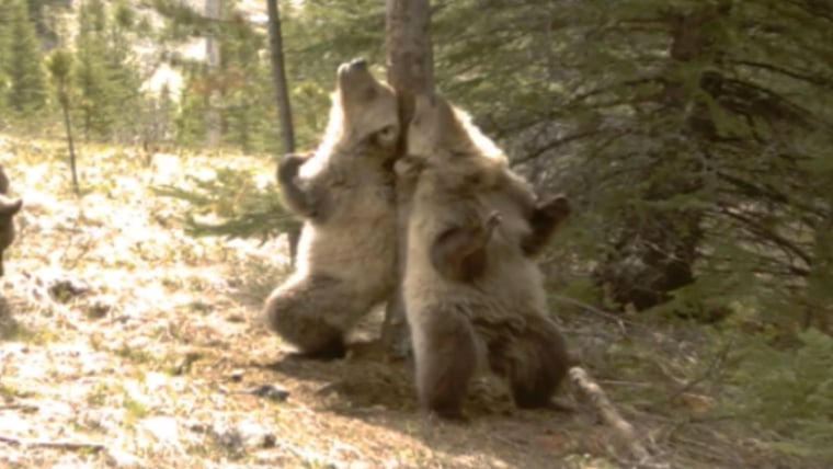 Bears behaving adorably: From tetherball to trumpet