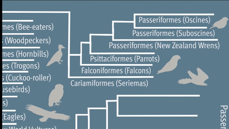 Genetic Megaproject Traces the Evolutionary 'Big Bang' for Birds