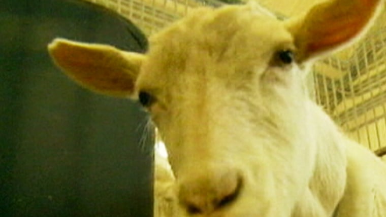 Genetically modified spider goats stir up debate at farm