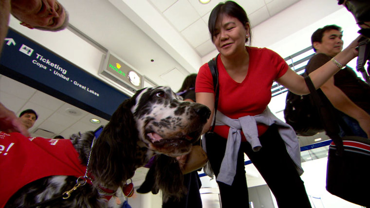 Dogs Aim to Comfort Anxious Travelers