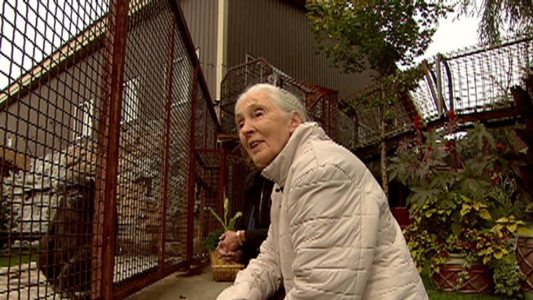 Ken & Rosie: Jane Goodall visits chimps she helped free