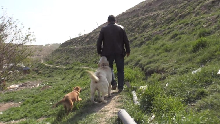 Meet Ghasem Fathalipour, Who Is Fighting to Save Iran's Dogs