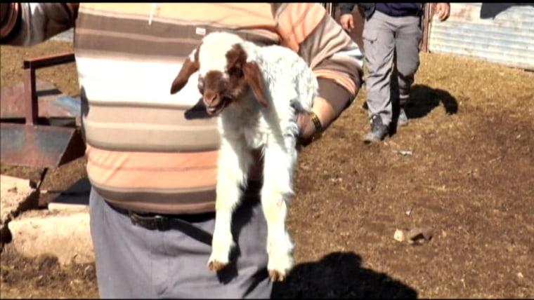 Meet The Incredible Two-Legged Lamb Called Angel