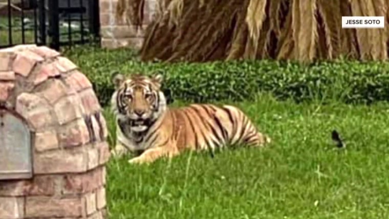 Tiger seen wandering Houston neighborhood is still missing