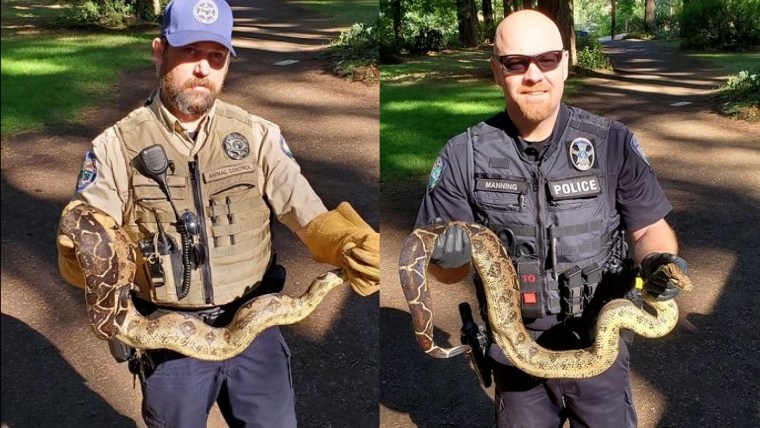 8 pythons captured by Washington state officers
