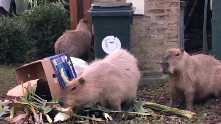 Giant rodents take over front lawns in Argentina