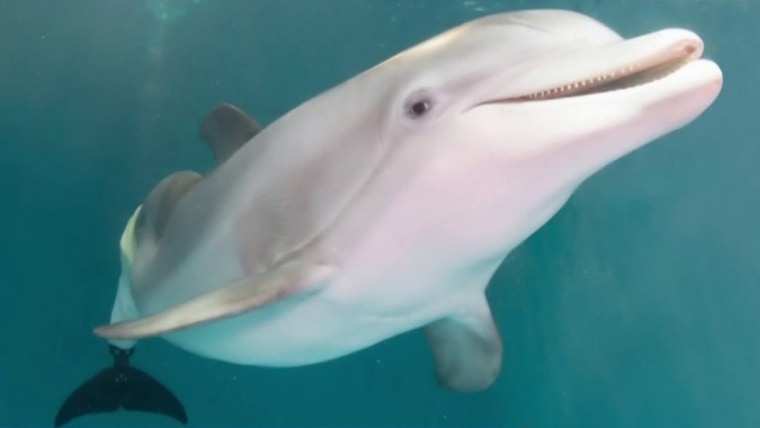 Winter, star of 'Dolphin Tale' movies, dies