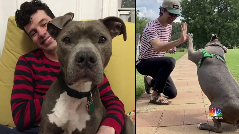 Young boy’s heroic efforts to save dogs