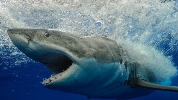A 1,000-pound great white shark named Ironbound is spotted off the East ...
