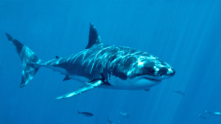 Shark behavior explained on ‘Shark Watch TODAY’