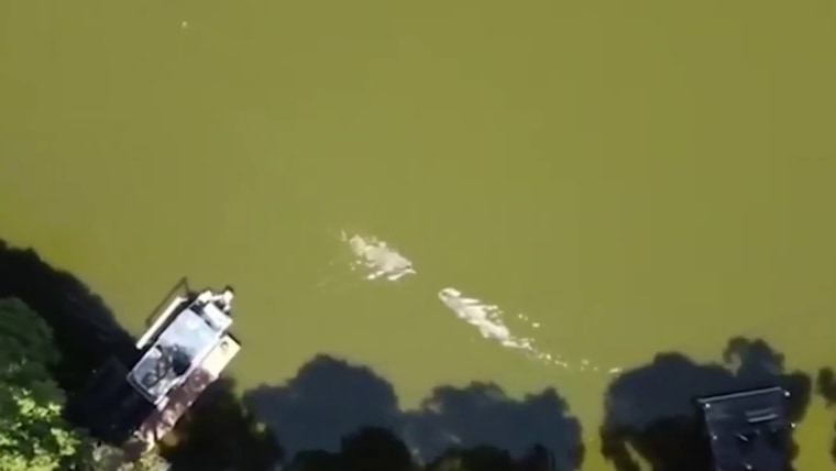 Florida man survives 12-foot alligator attack