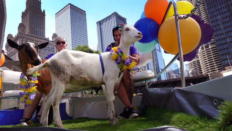 Illinois electric company treats goats to river cruise