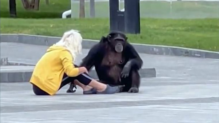 Escaped chimp hugs zookeeper after returning home from the rain