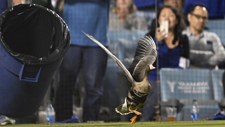 Goose grabs best seat in the house at Padres-Dodgers game