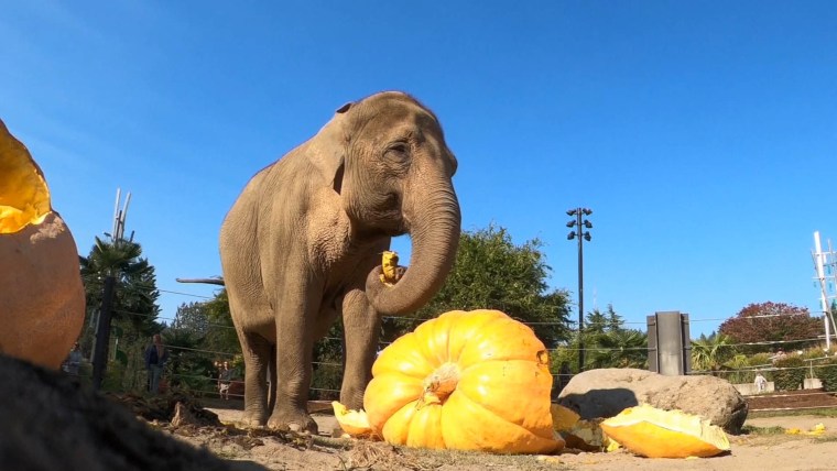 Watch elephants at Oregon Zoo smashing pumpkins
