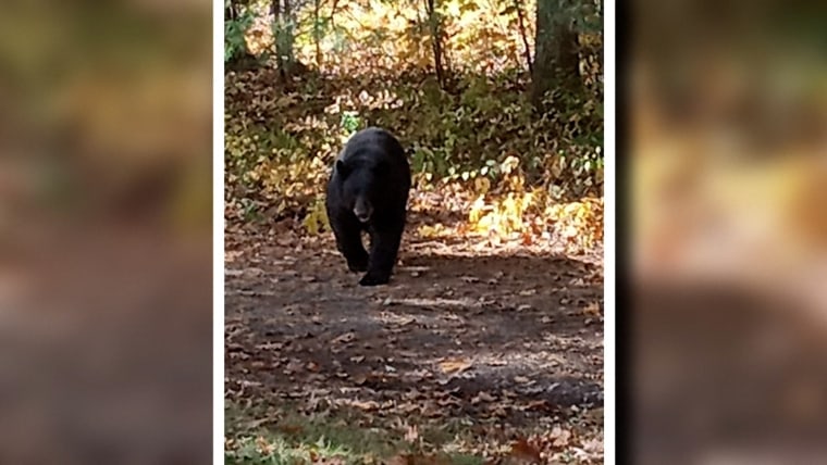 Bear attacks Connecticut boy, 10, in backyard