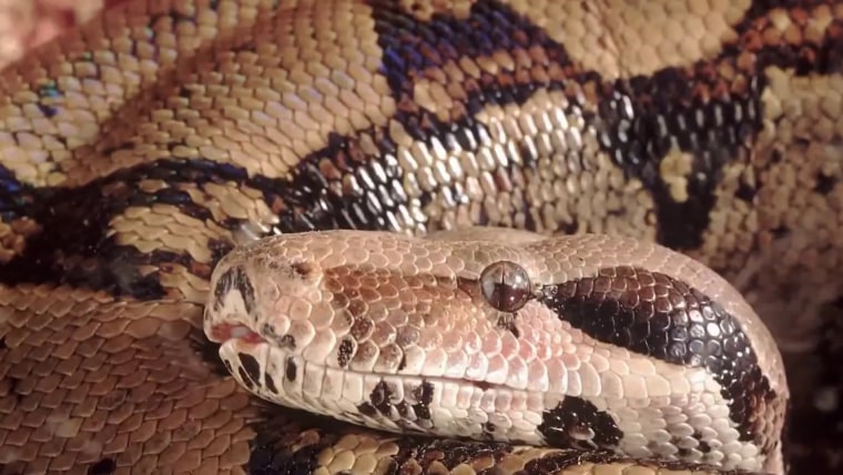 Video shows Florida wildlife officers mistakenly killing legally-owned ...