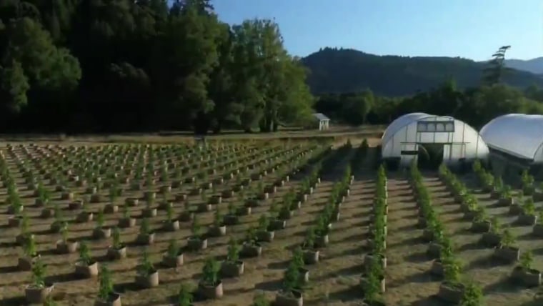 California small cannabis farmers face threats from severe weather and ...