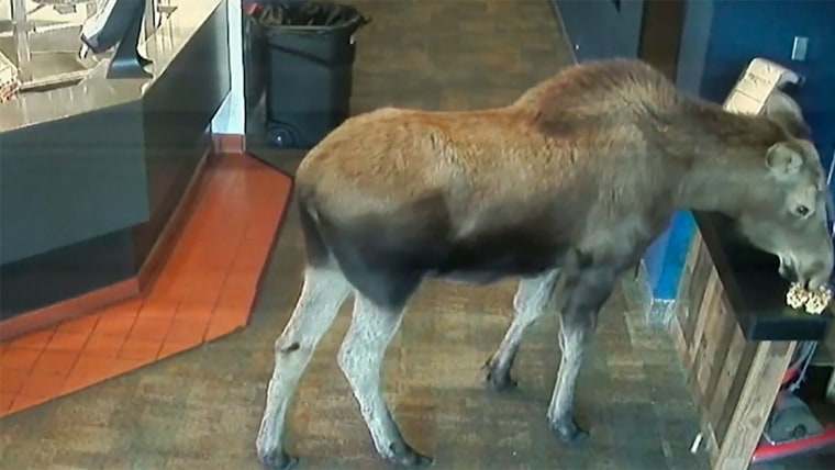 Video shows moose with munchies grabbing popcorn snack at Alaska theater