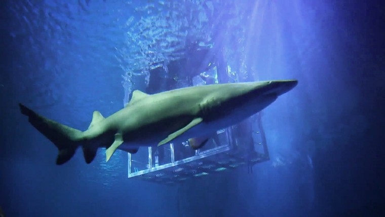 NBC reporter does first ever live shark dive at Georgia Aquarium