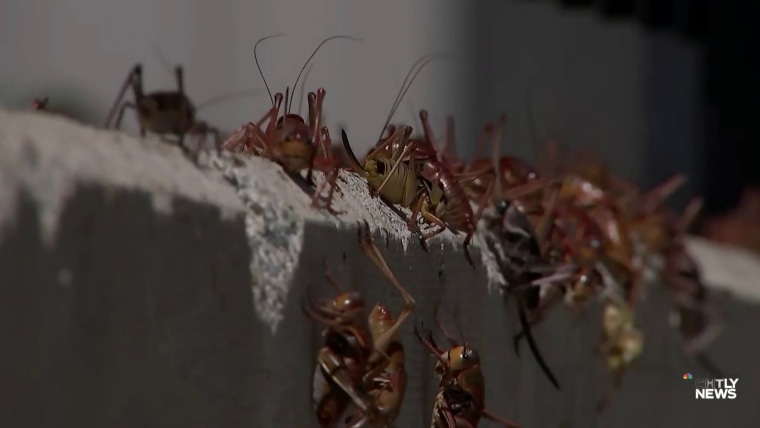 Massive cricket invasion takes over Nevada town