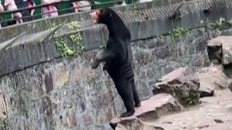 China zoo denies that sun bear is fake China zoo denies that sun bear is fake