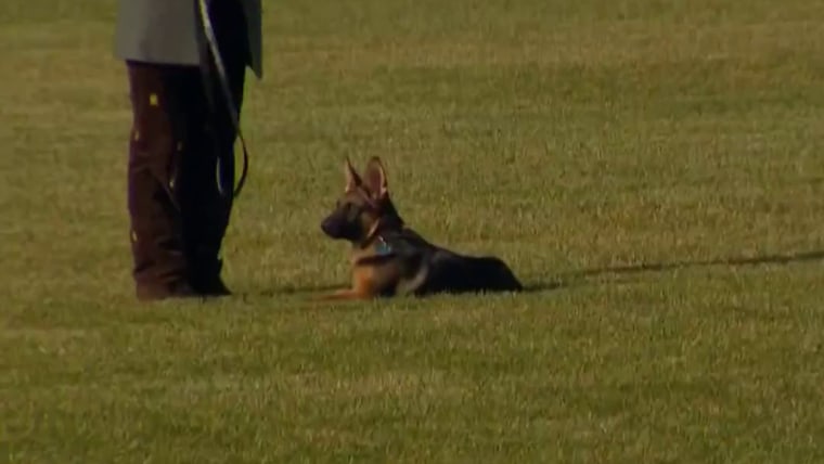 Biden's dog Commander bites secret service officer