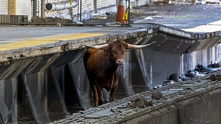 Bull seen running on the tracks of a New Jersey train station
