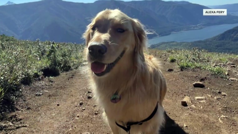 Coast Guard rescues 3-year-old dog after falling off a cliff