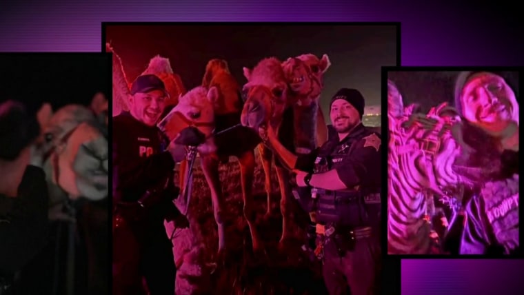 Officers rescue 10 circus animals from semi-truck blaze on Indiana highway