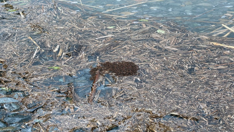 Video shows fire ants forming rafts to survive Australia floods