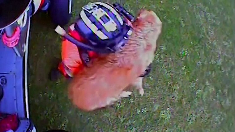 Video shows Coast Guard rescuing dog that had fallen off a cliff