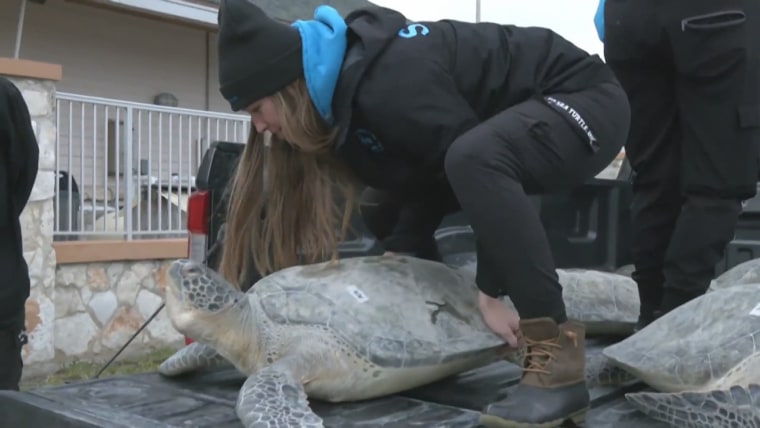 Cold-stunned sea turtles find refuge at Texas rescue facility