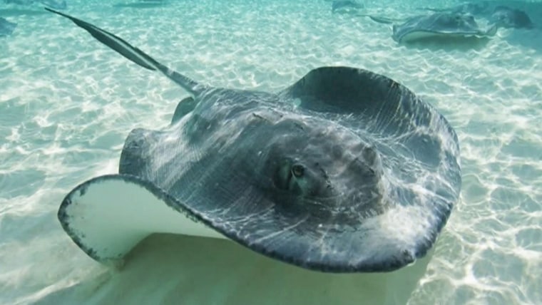 Stingray without male companion in aquarium becomes pregnant