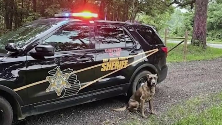 Police dog finds missing 3-year-old boy in Michigan
