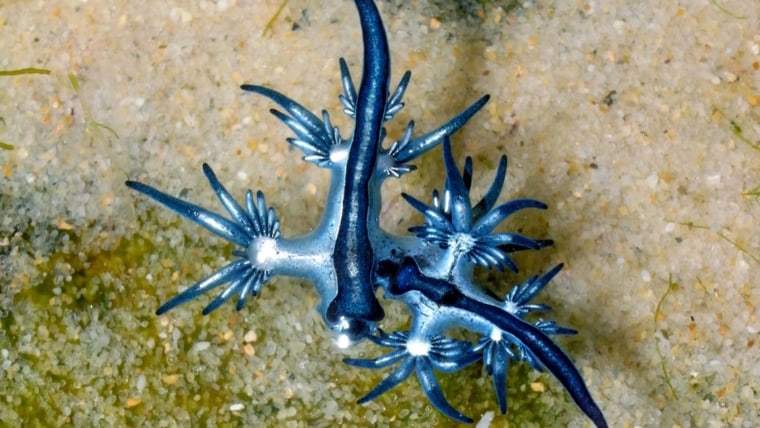 Blue dragons wash up on Texas beaches