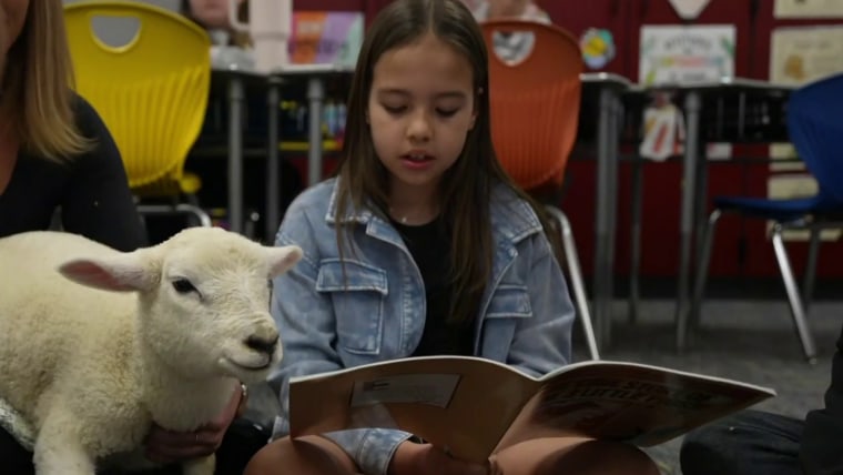 School builds literacy skills by having students read to lambs