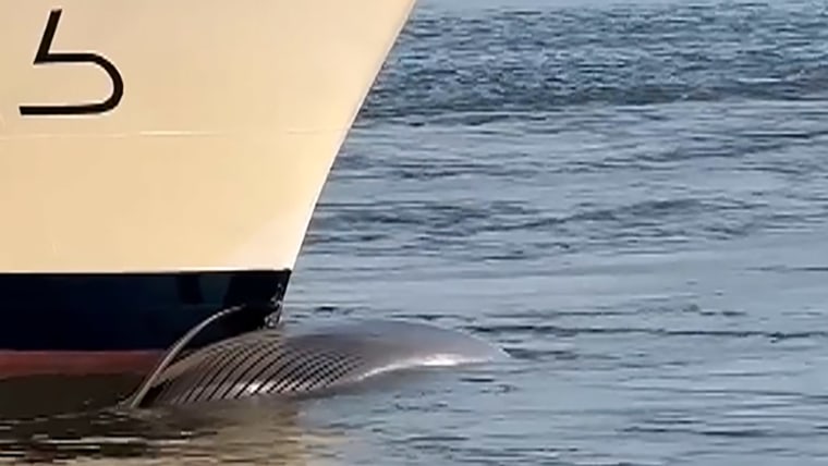 Video shows dead whale on cruise ship bow