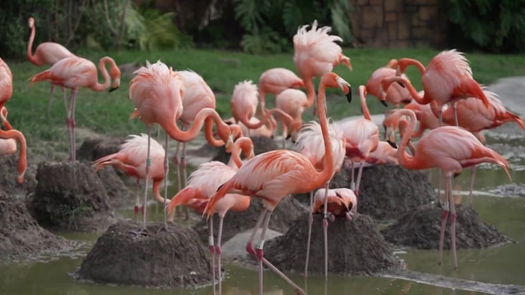 Wild flamingos spotted in back in Florida after Hurricane Idalia