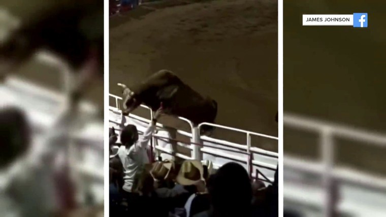 Rodeo bull jumps arena fence, injuring several people