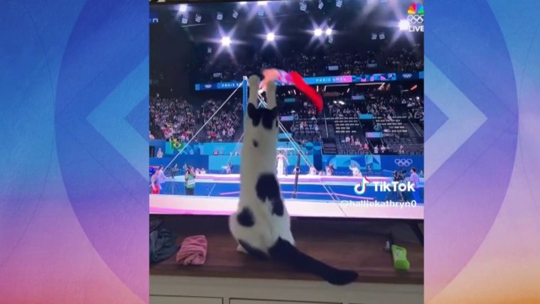 Cats Doing Gymnastics