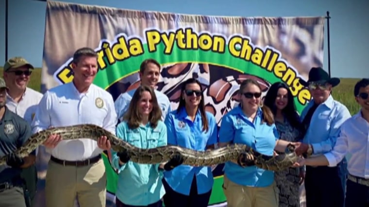 Florida man removes 20 Burmese pythons from Everglades, winning contest