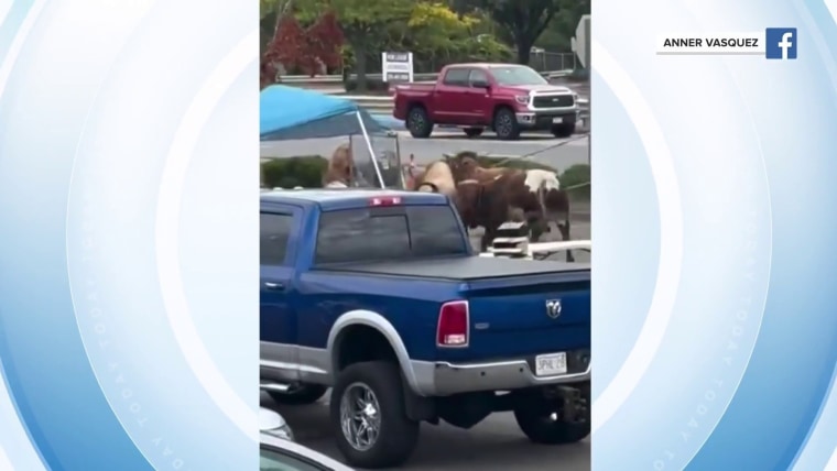 Watch: Bulls plow through fence, escape a rodeo in Massachusetts
